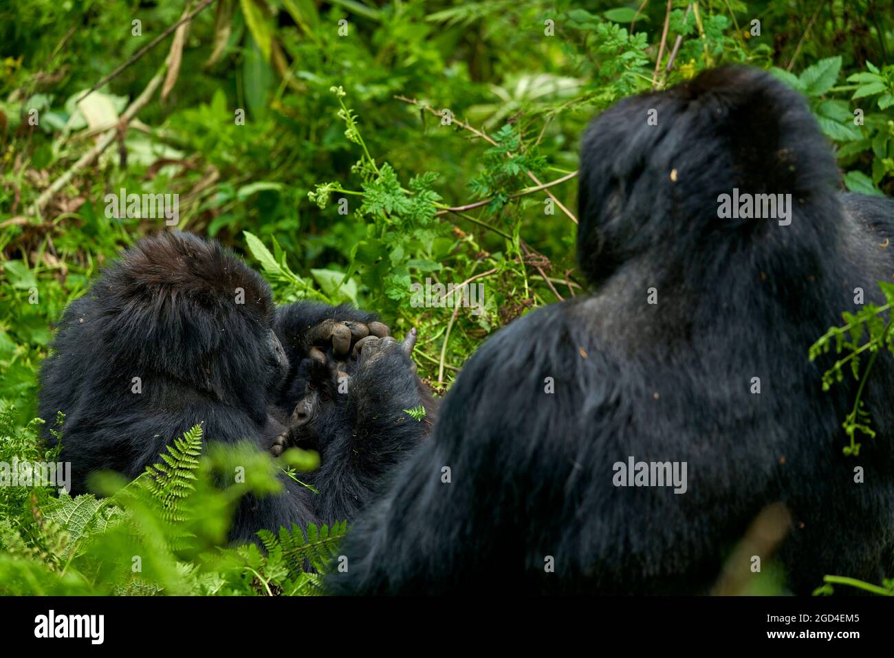 gorillas in the wild habitat Stock Photo - Alamy