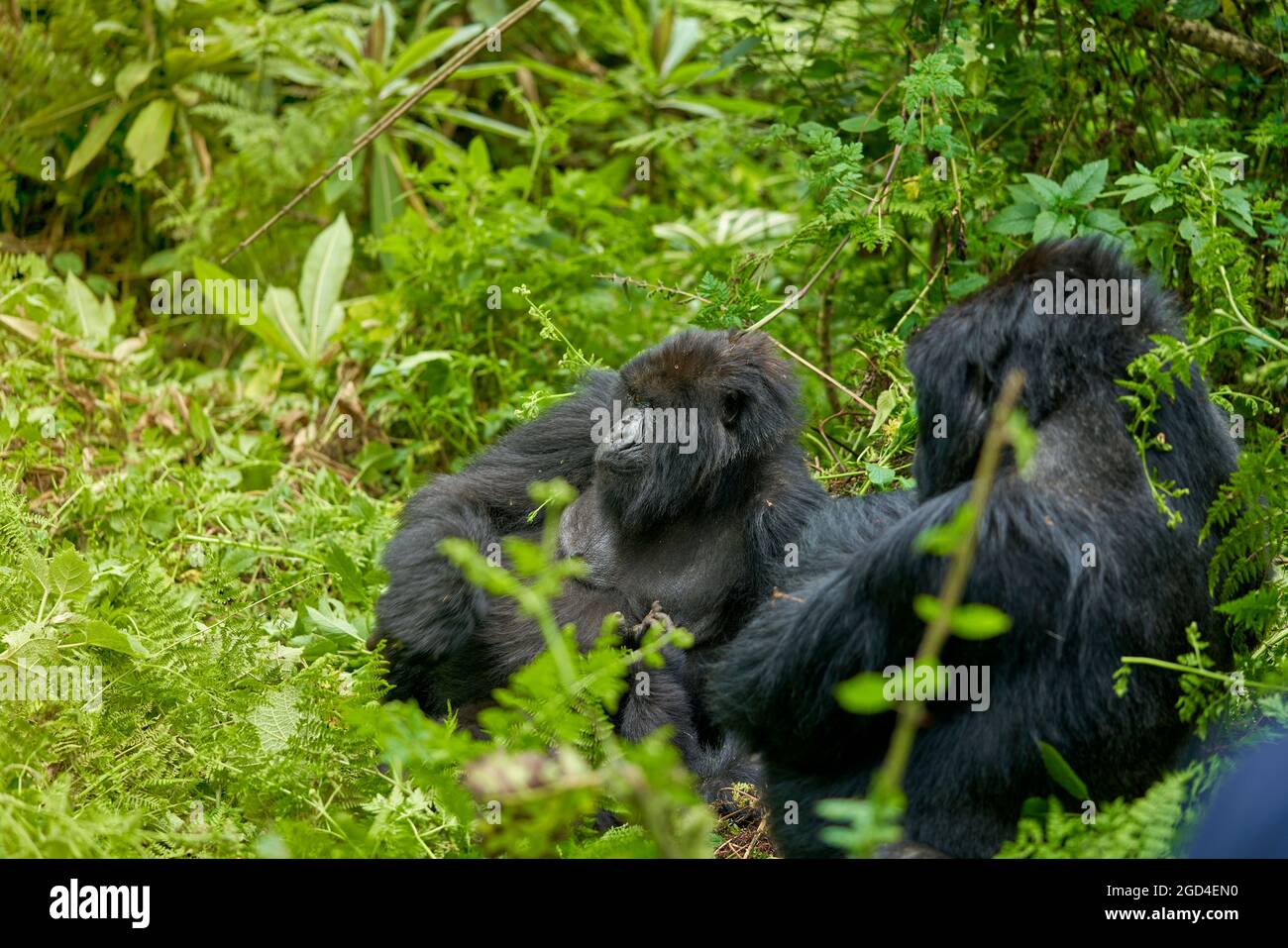 gorillas in the wild habitat Stock Photo - Alamy