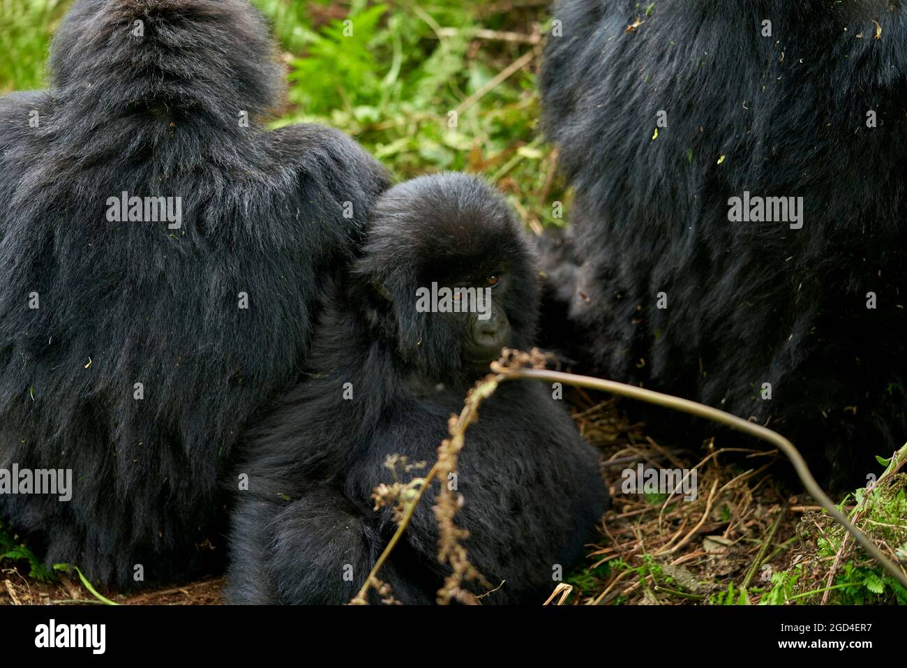 African gorillas hi-res stock photography and images - Alamy