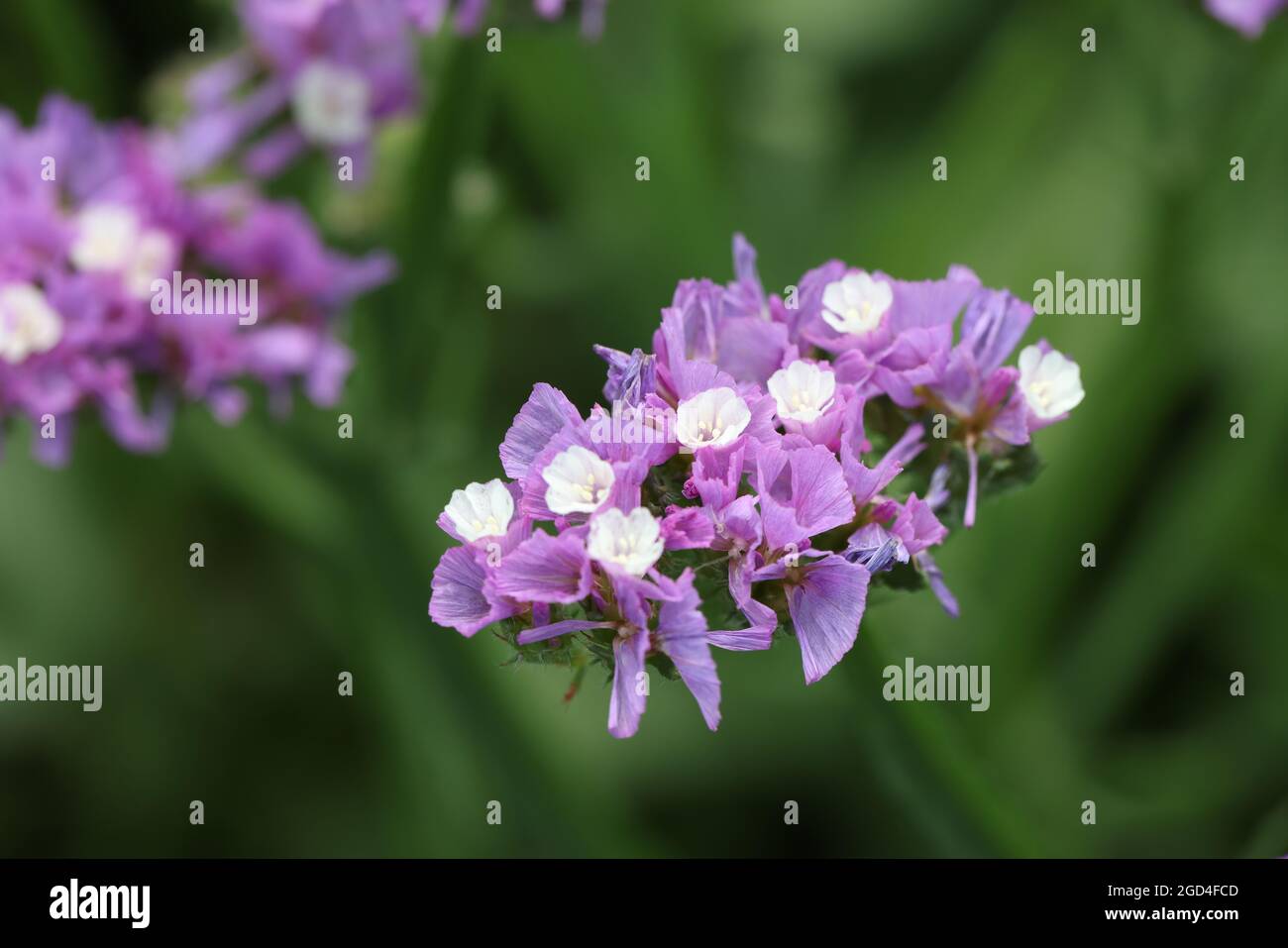 Purple statice flowers on field. Bright wildflowers Stock Photo - Alamy