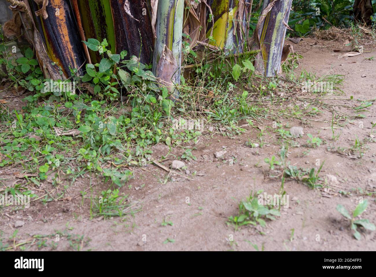 Clump of bananas hi-res stock photography and images - Alamy