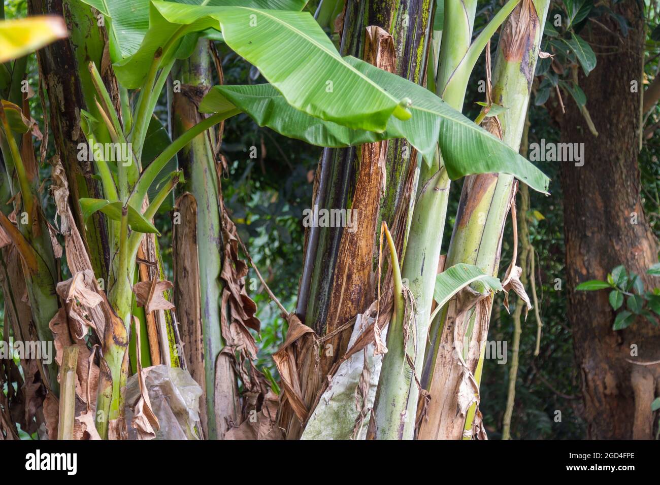 a clump of banana trees with green leaves and dark brown leaves, old ...