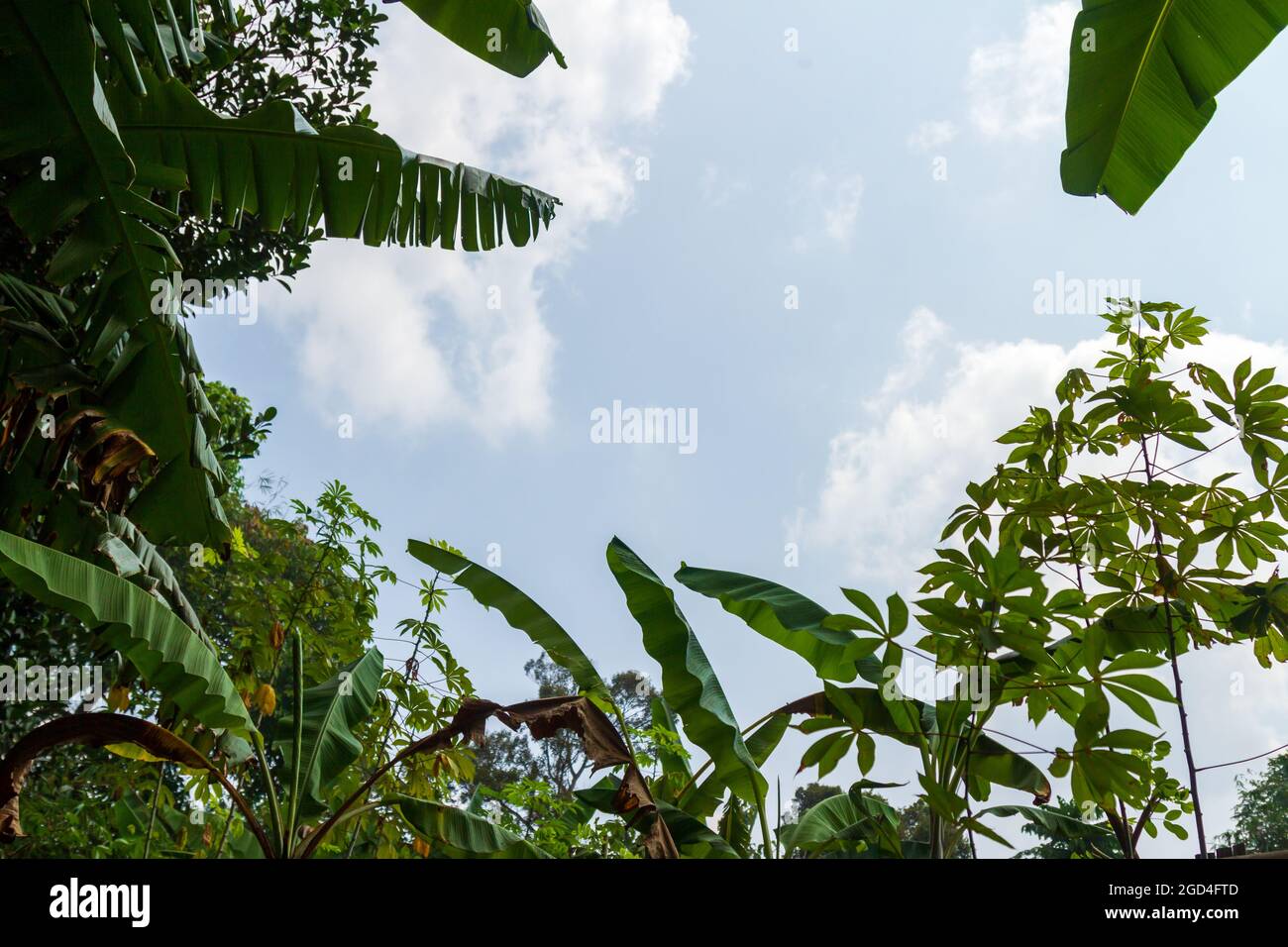 Clump of bananas hi-res stock photography and images - Alamy