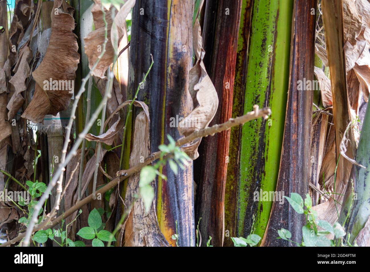 Old banana tree illustration hi-res stock photography and images - Alamy