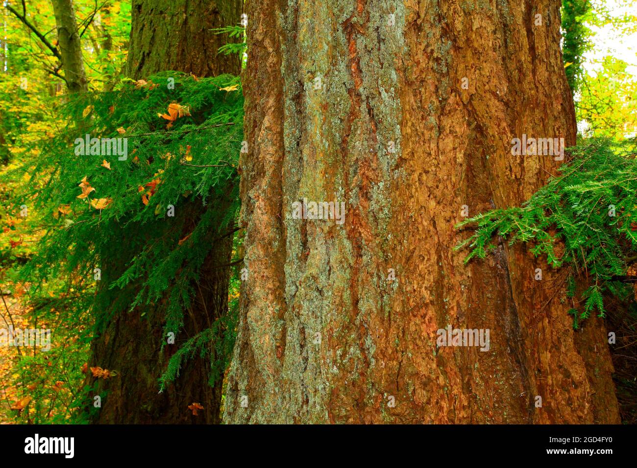 a exterior picture of an Pacific Northwest forest with conifer trees ...