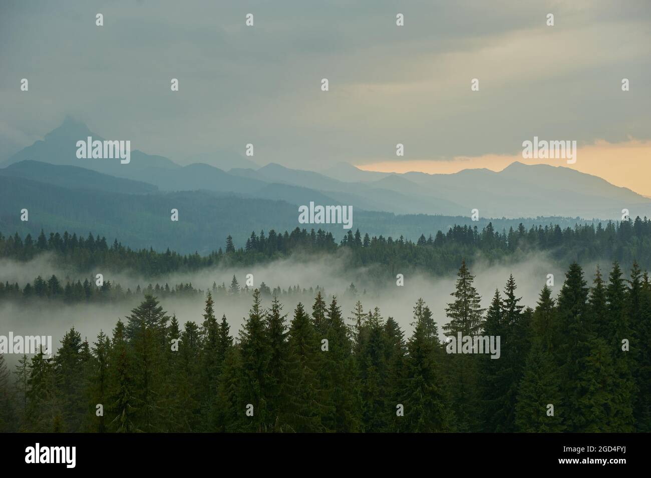 Fog hovering over treetops at dusk Stock Photo - Alamy