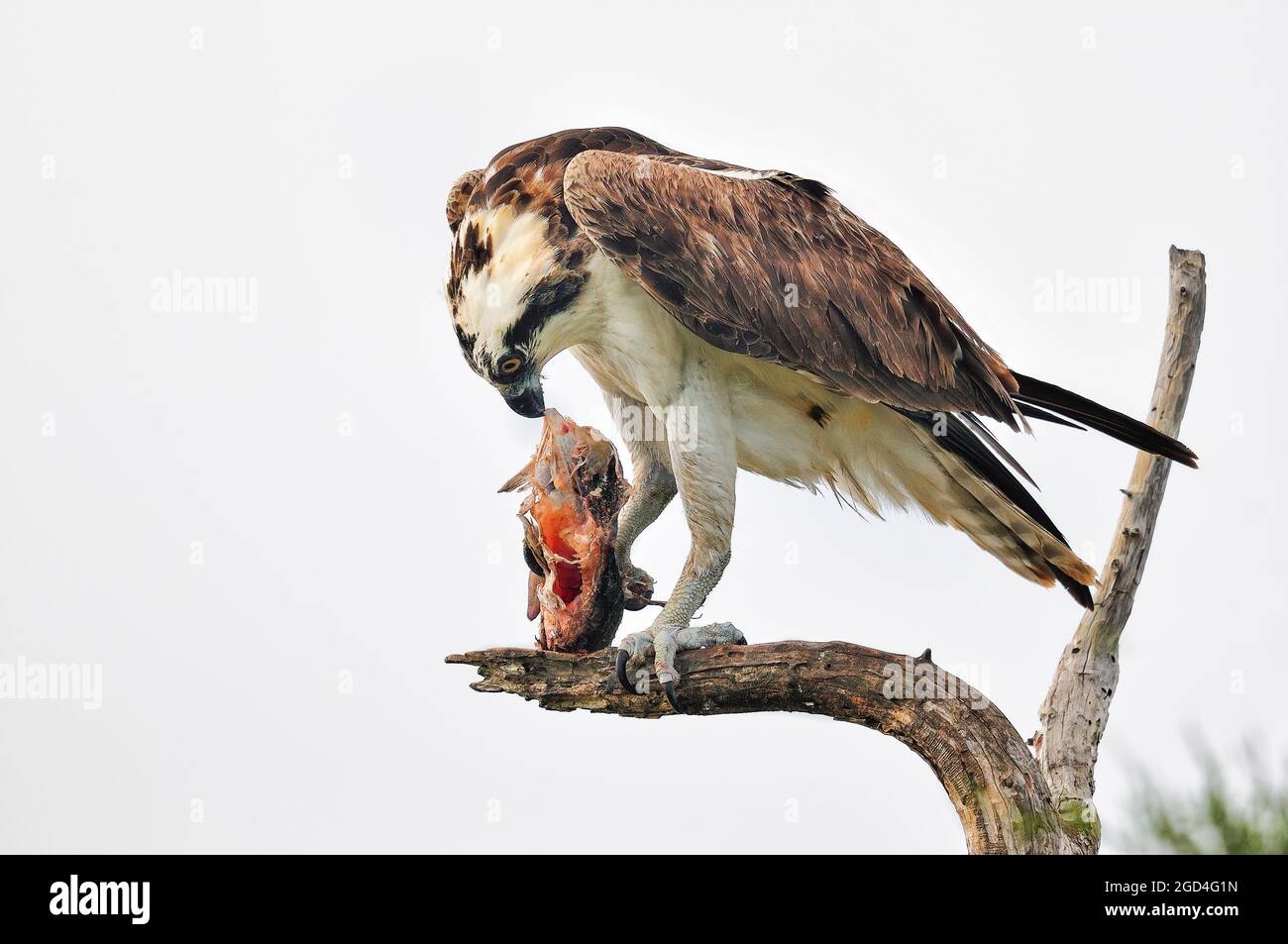 Fisher bird hi-res stock photography and images - Alamy