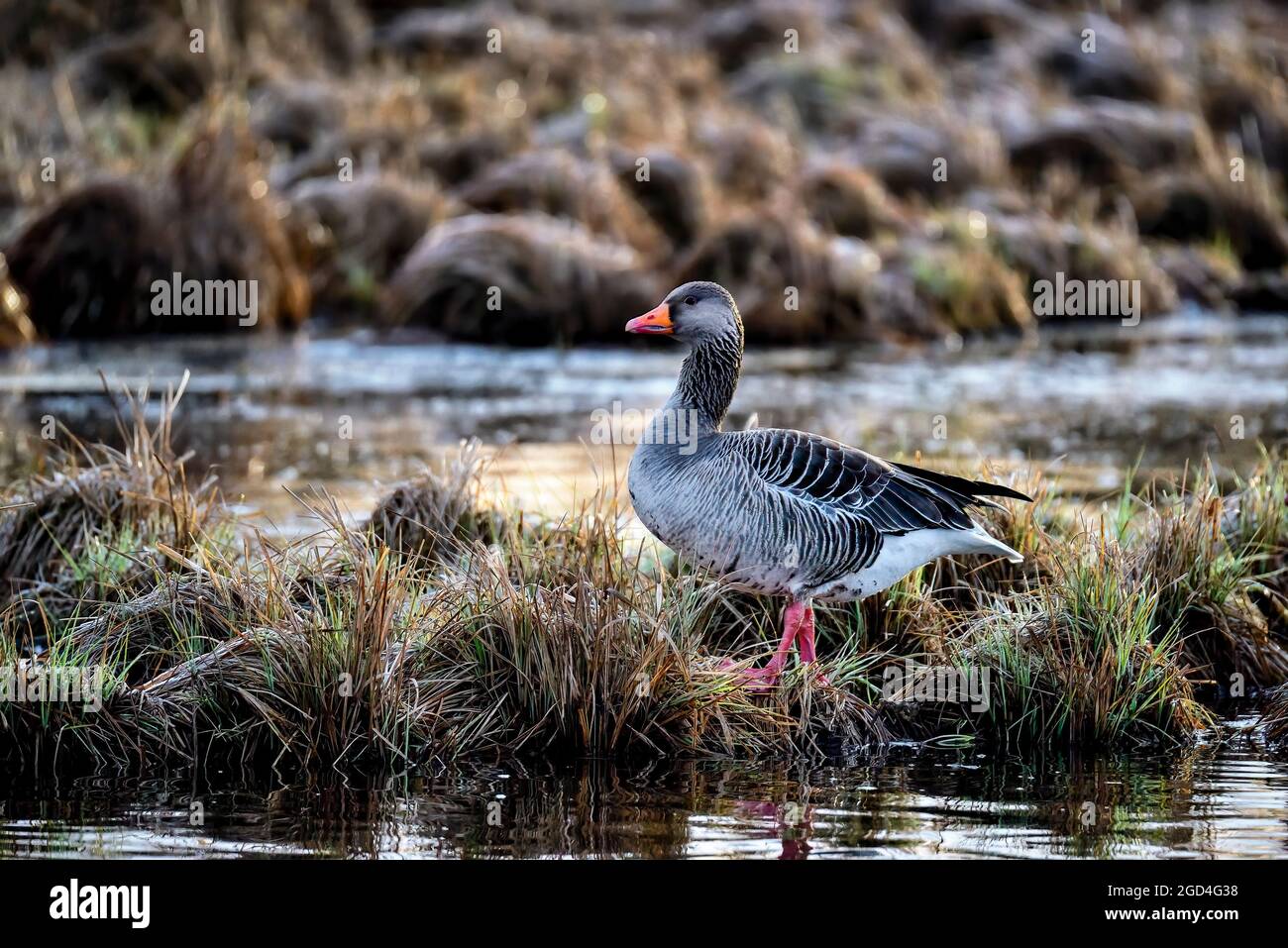 Colorful goose hi-res stock photography and images - Alamy