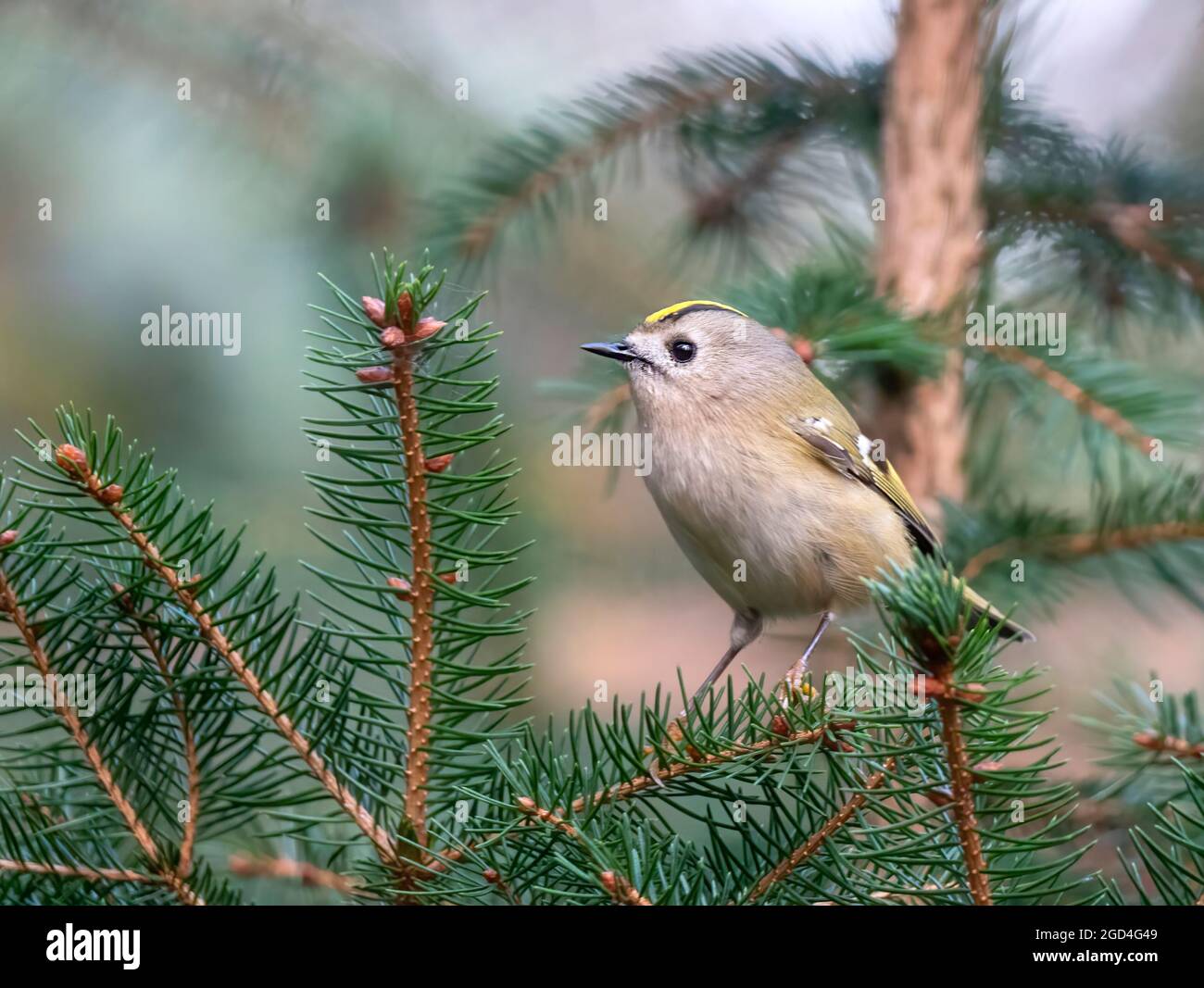 Goldcrest species hi-res stock photography and images - Alamy
