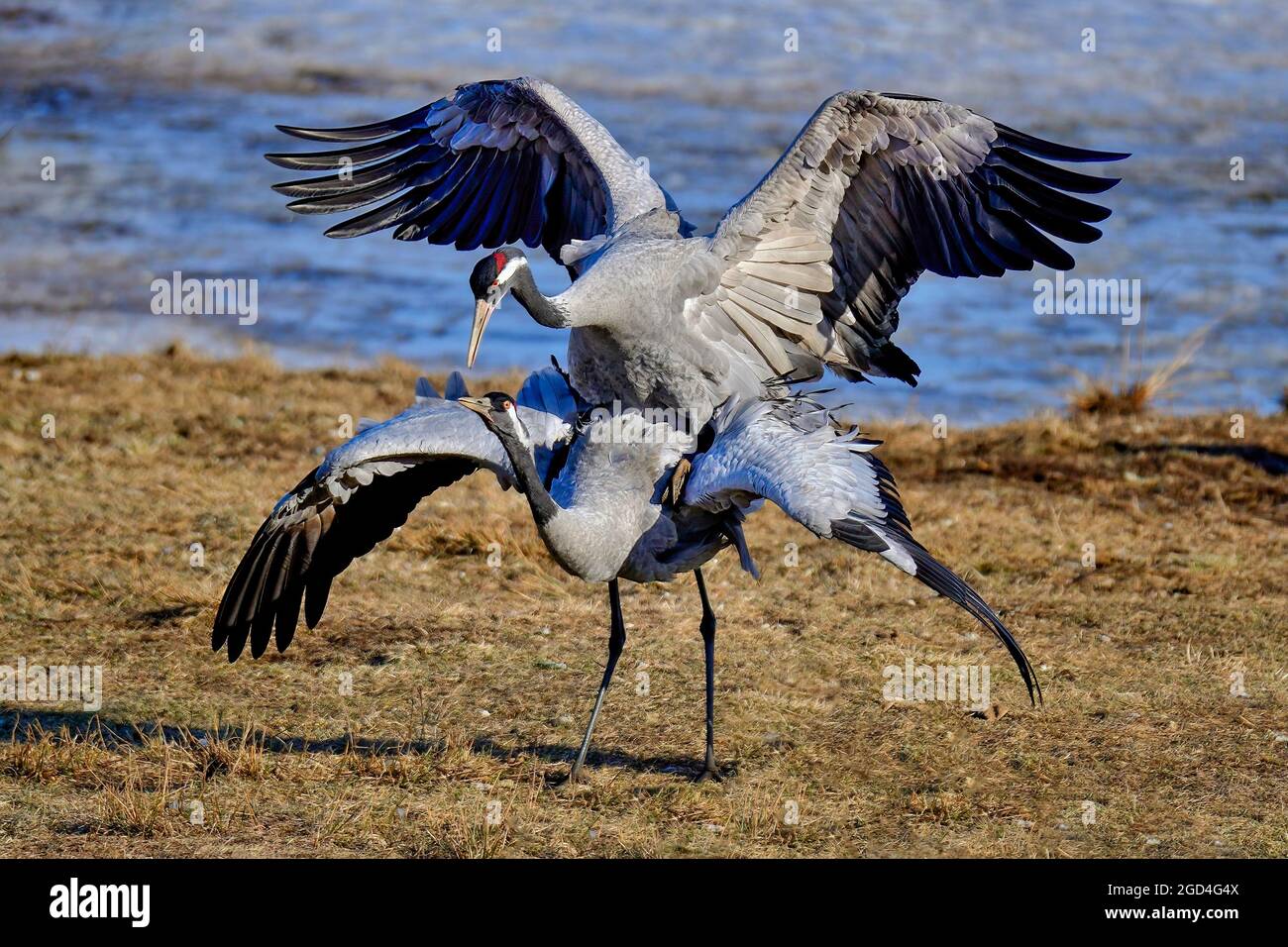 Eurasian cranes mating Stock Photo - Alamy