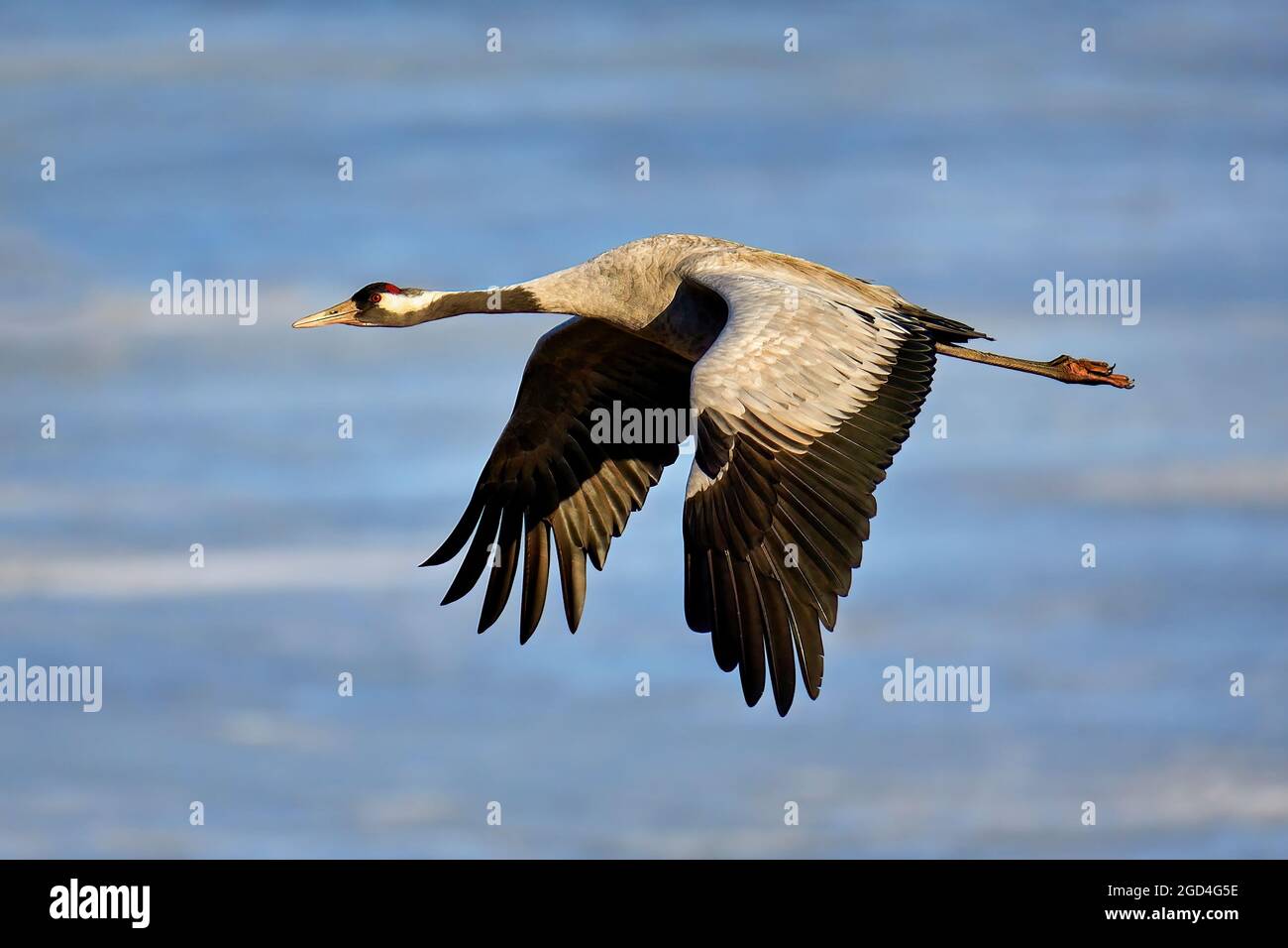 Spring crane hi-res stock photography and images - Alamy