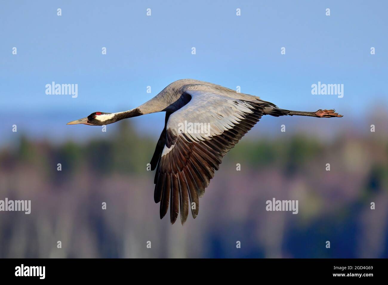 Swing Crane High Resolution Stock Photography and Images - Alamy