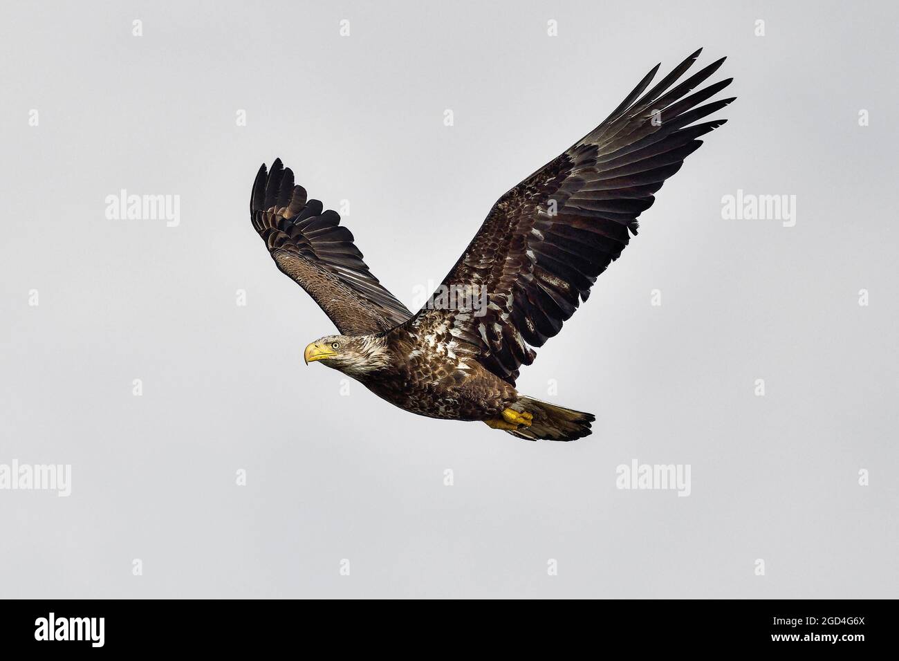 Bald eagle flying close up hi-res stock photography and images - Alamy