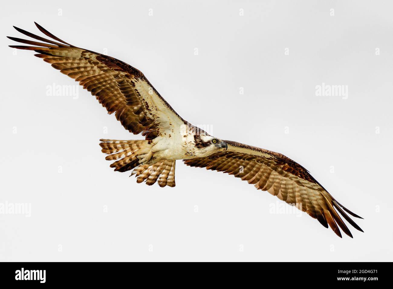 Osprey watching hi-res stock photography and images - Alamy