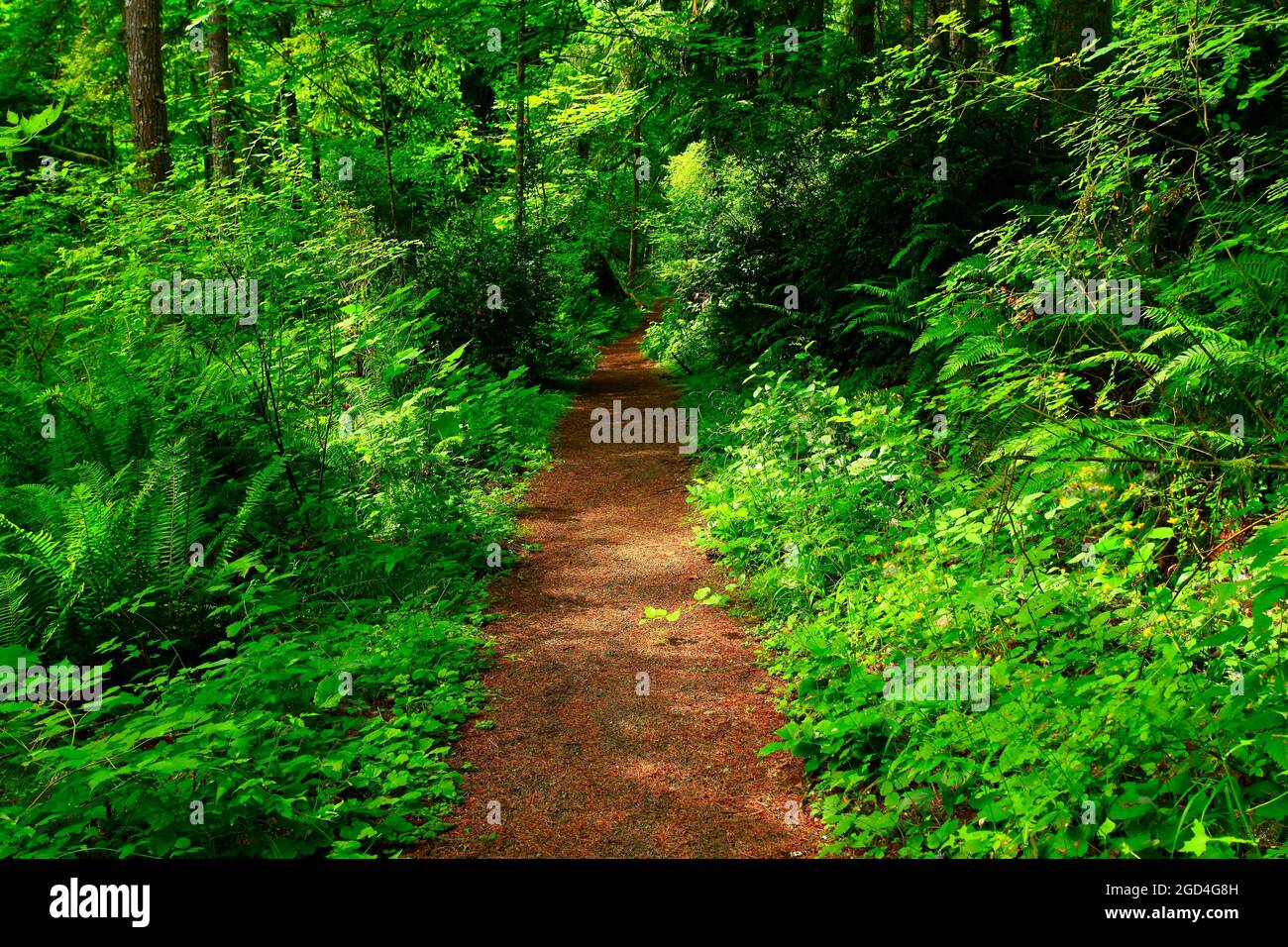 a exterior picture of an Pacific Northwest forest trail Stock Photo - Alamy