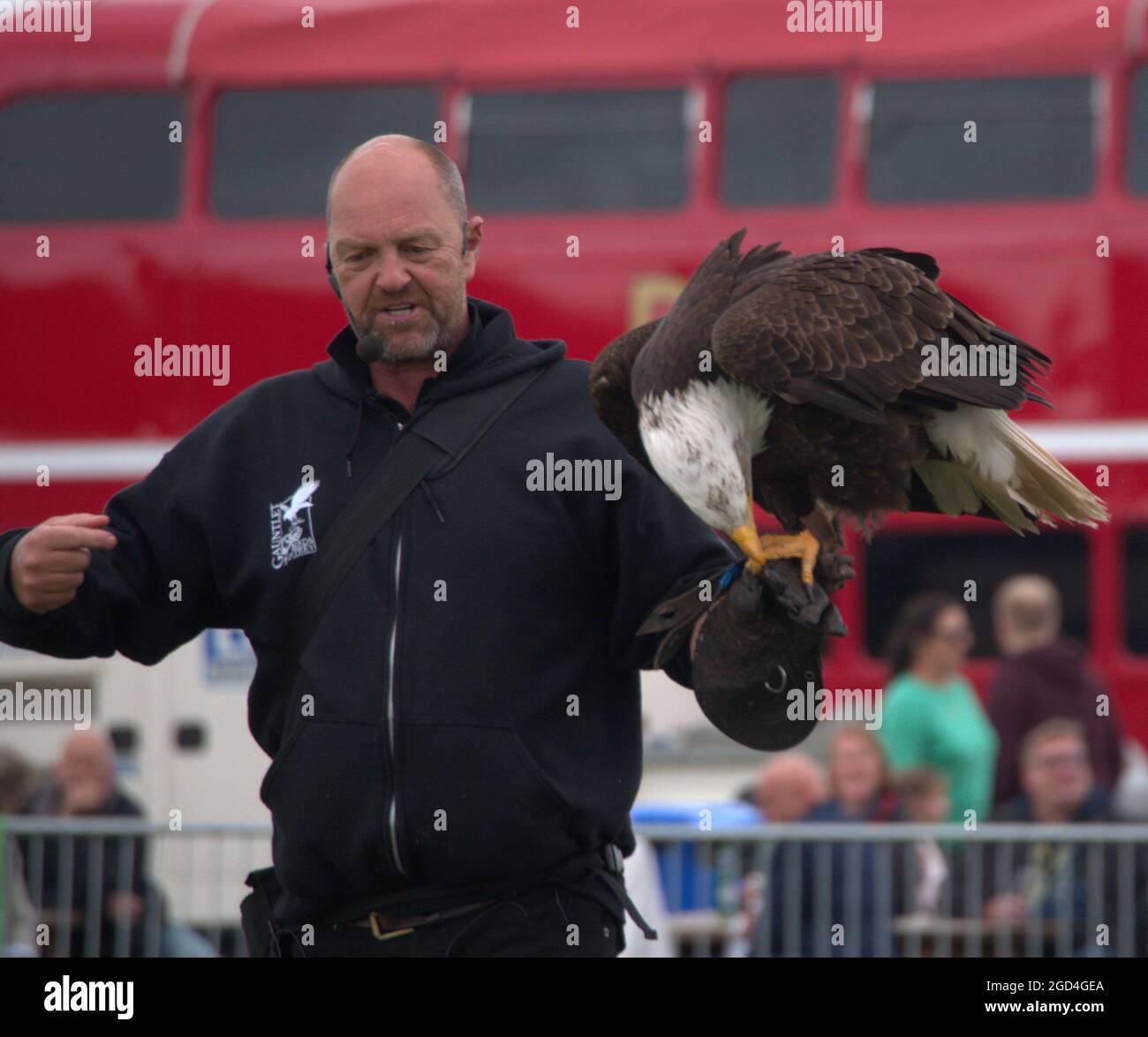 Eagle endangered species hi-res stock photography and images - Alamy