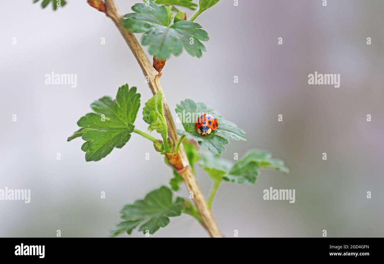 Ladybug sitting on a fresh green grass leaf, Spring background, banner ...