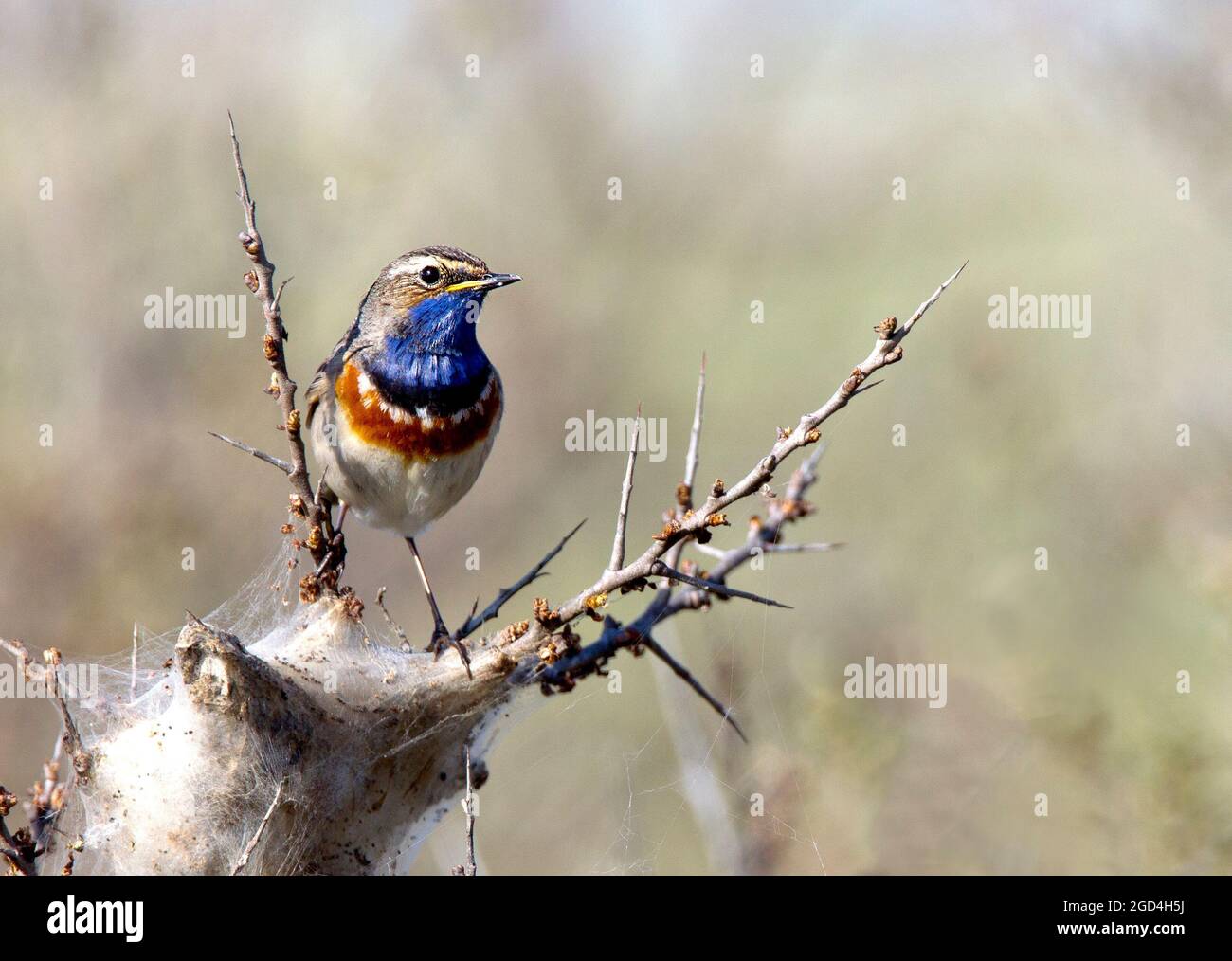 White-spotted Bluethroat (Luscinia svecica cyanecula). Adult male ...