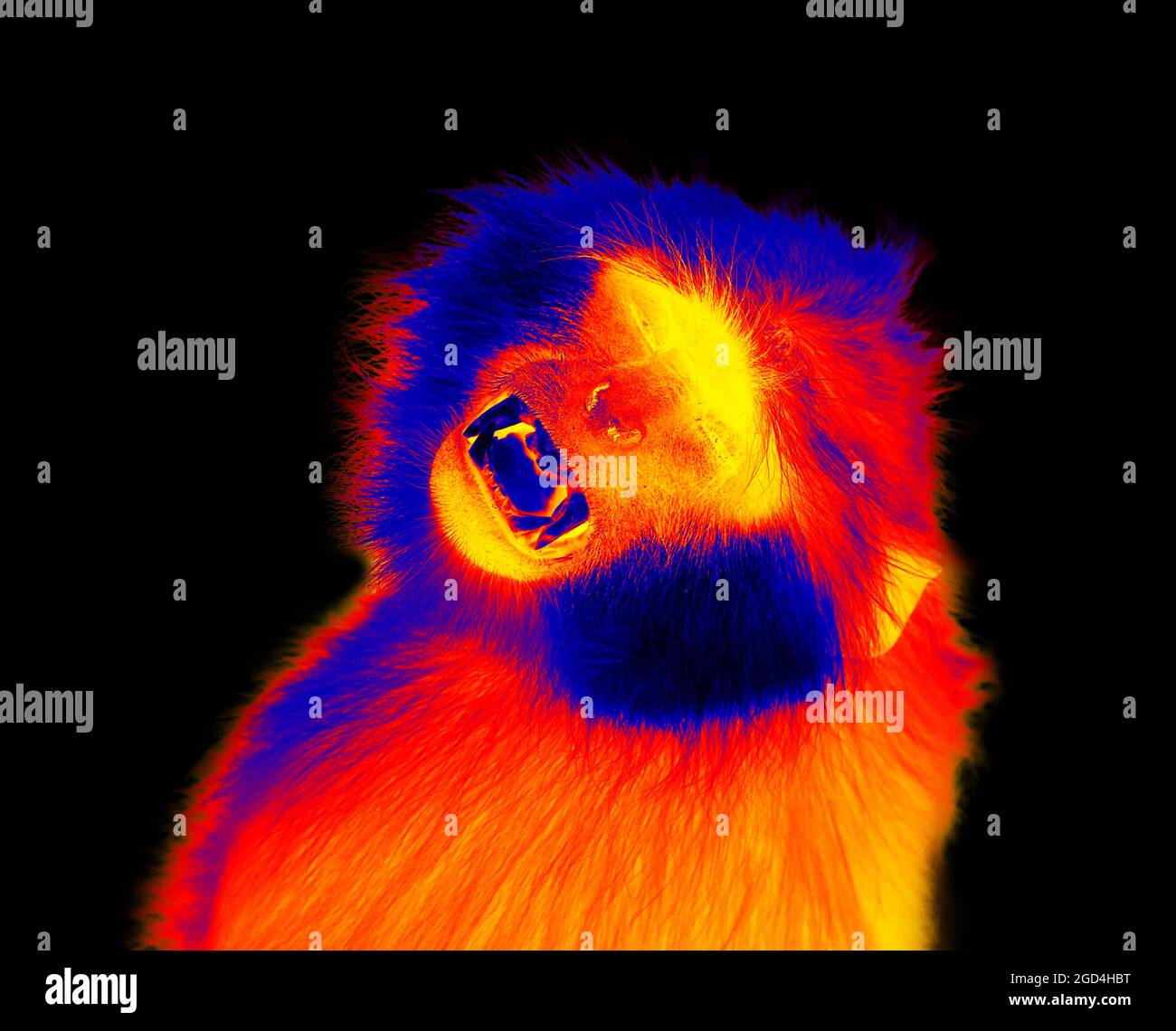 The weeping (suffering ) Monkey. Infrared style image Stock Photo - Alamy