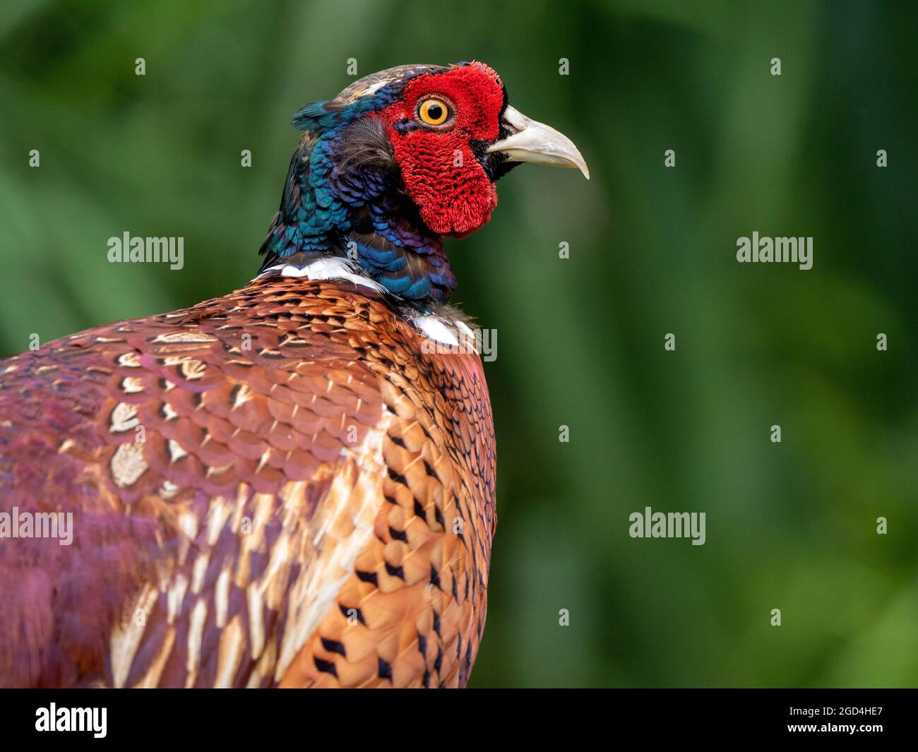 Pheasant in breeding plumage hi-res stock photography and images - Alamy