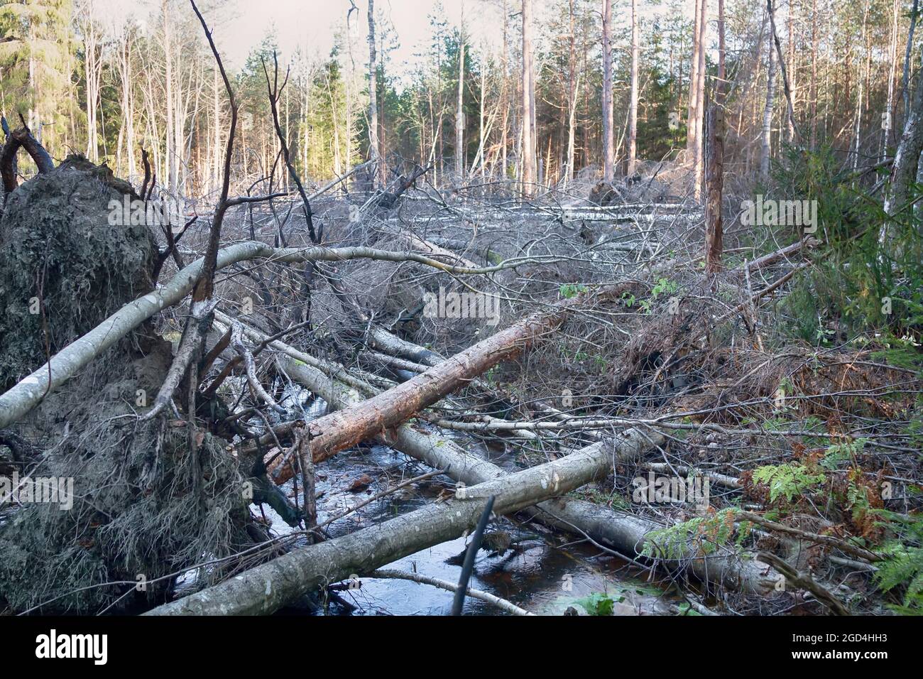 Peat fire; ground fire in boreal mixed forests of Europe. As result of ...