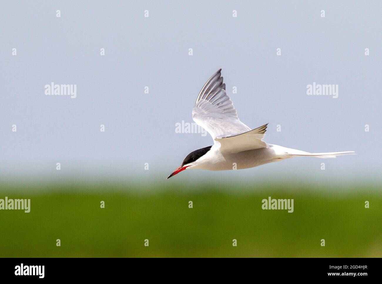 Common Tern (Sterna hirundo) adult in flight Stock Photo - Alamy