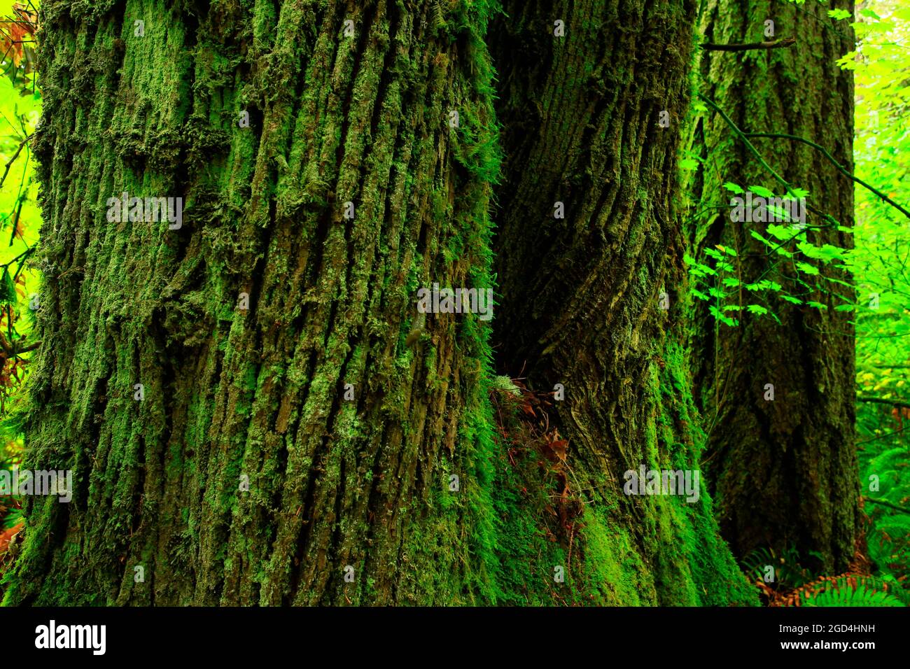 a exterior picture of an Pacific Northwest forest with old growth Big ...