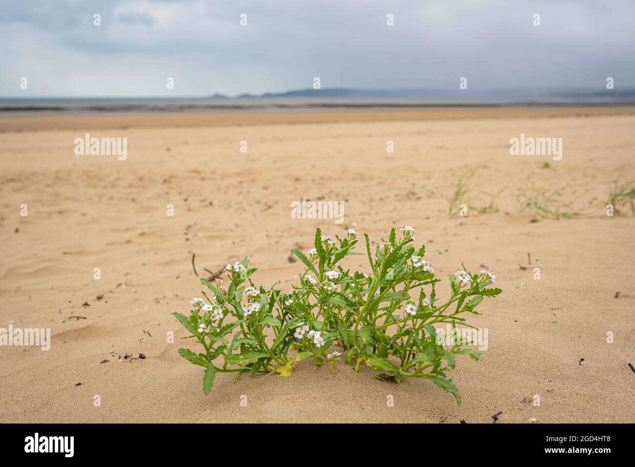European Searocket or Cakile maritima with small white flowers on a ...