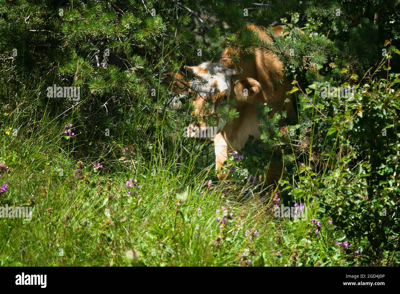 Feral cow hi-res stock photography and images - Alamy