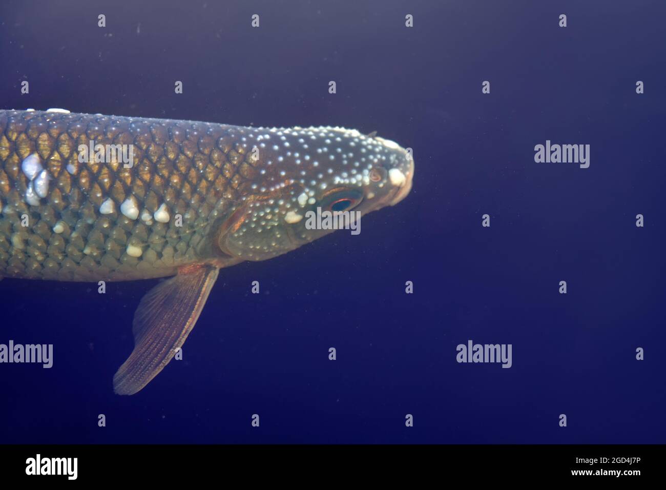 Ichthyology. The Roach (Rutilus rutilus) is in a mating state. In the ...