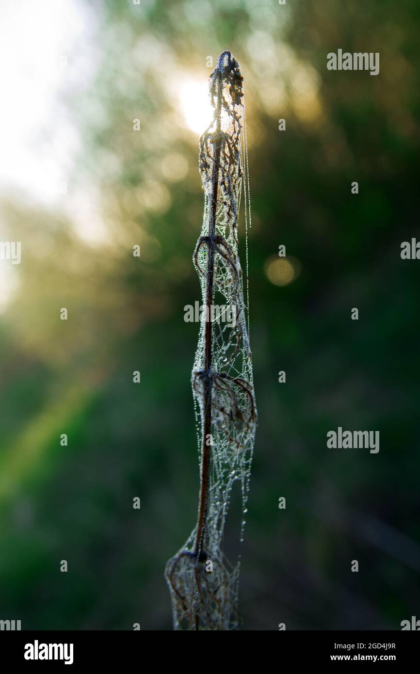 Morning in the meadows, cobwebs covered with dew, the rising sun in the ...