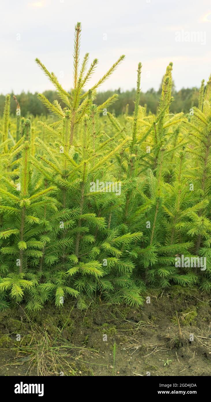 Eastern forest nursery hi-res stock photography and images - Alamy