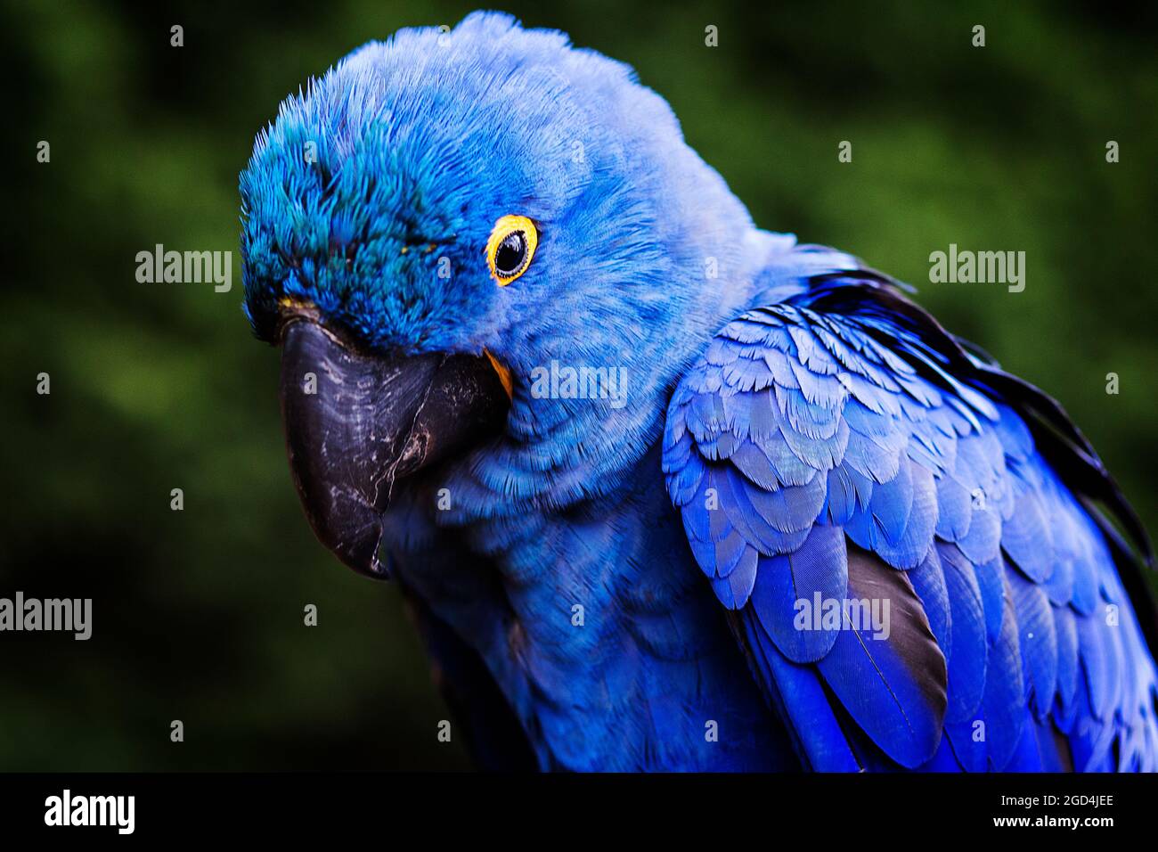 Hyacinth macaw bolivia hi-res stock photography and images - Alamy