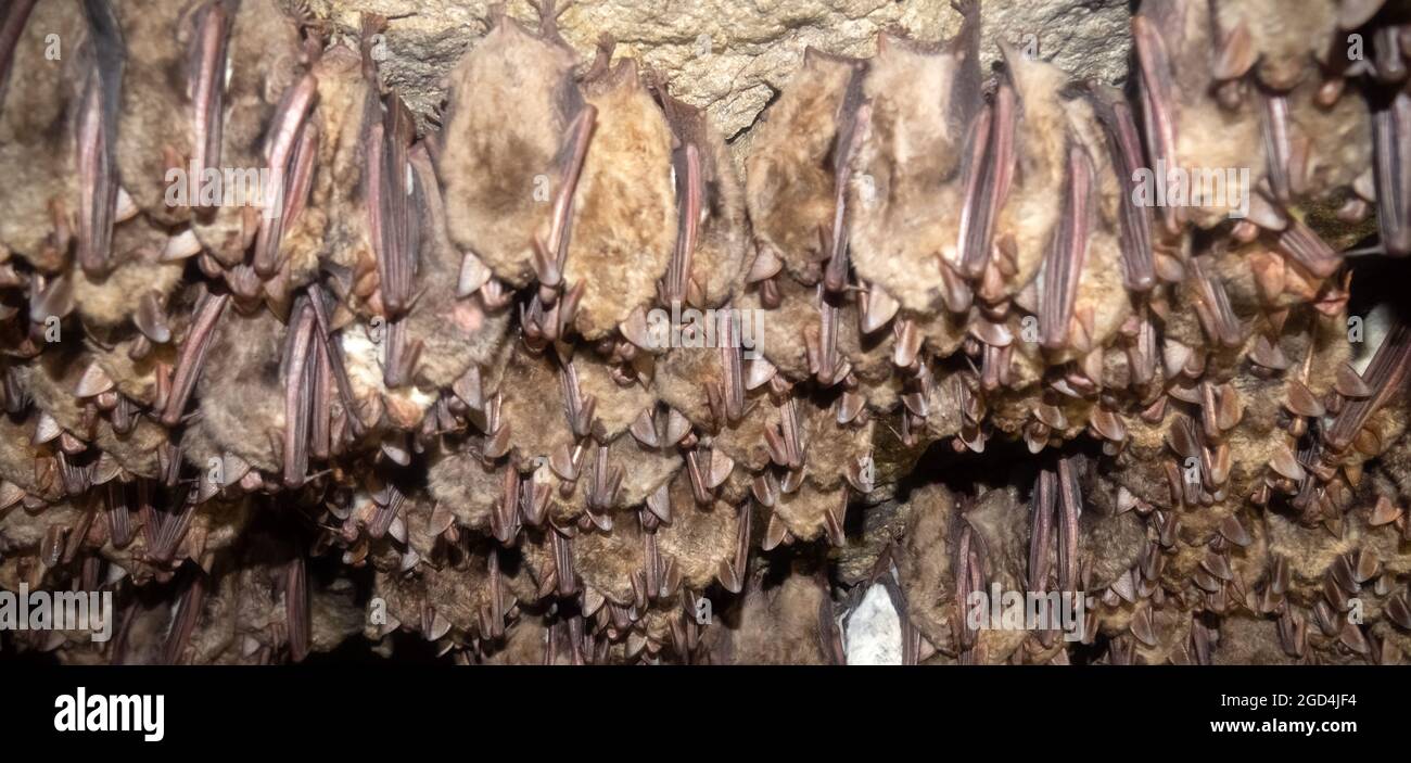 Lesser mouse-eared bat (Myotis blythii) in cave. Bats gather for ...