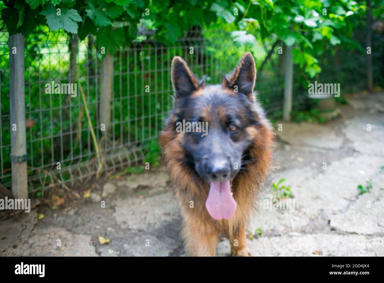 The German shepherd "Ajax" endures the summer heat in the shade under ...
