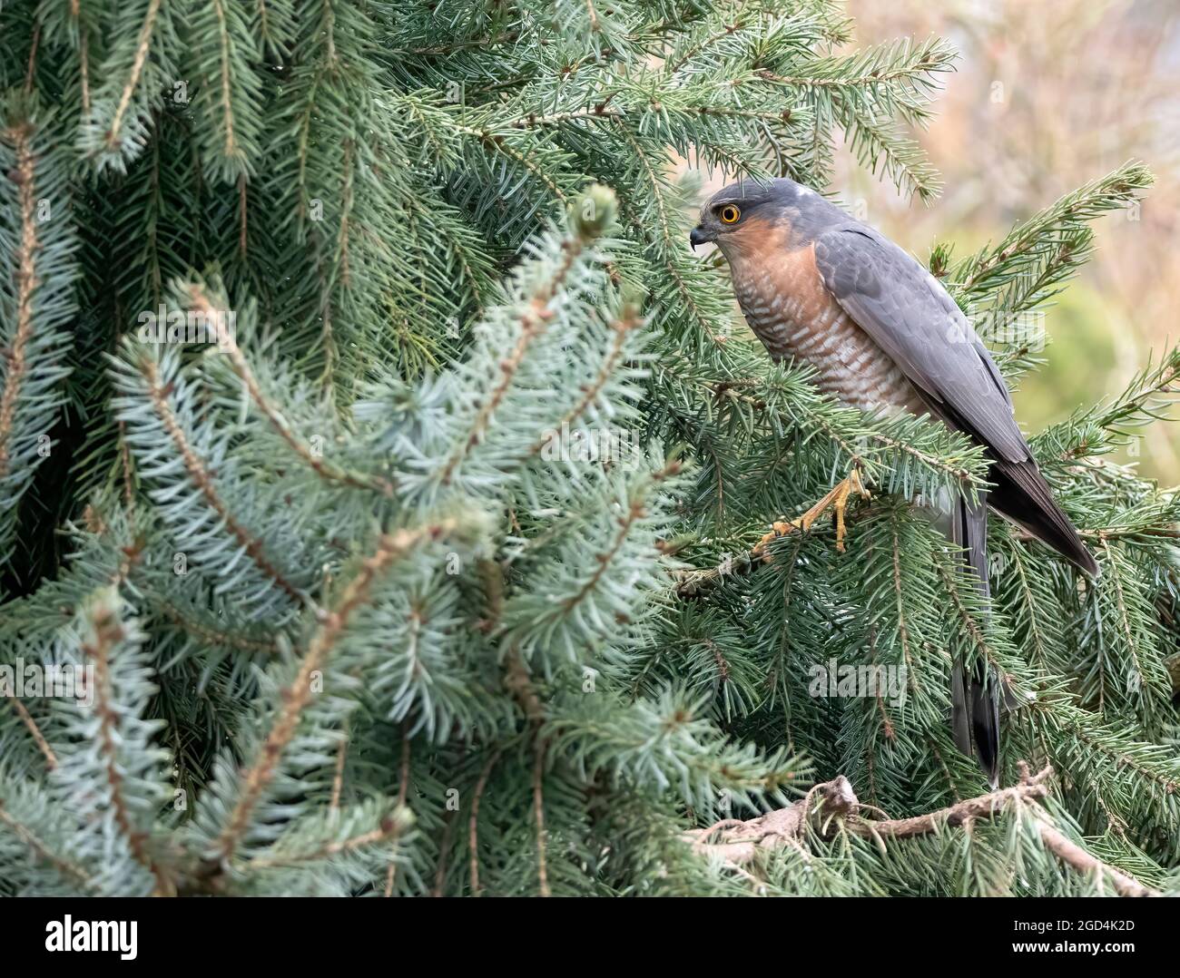 Male eurasian sparrowhawk in a tree hi-res stock photography and images ...