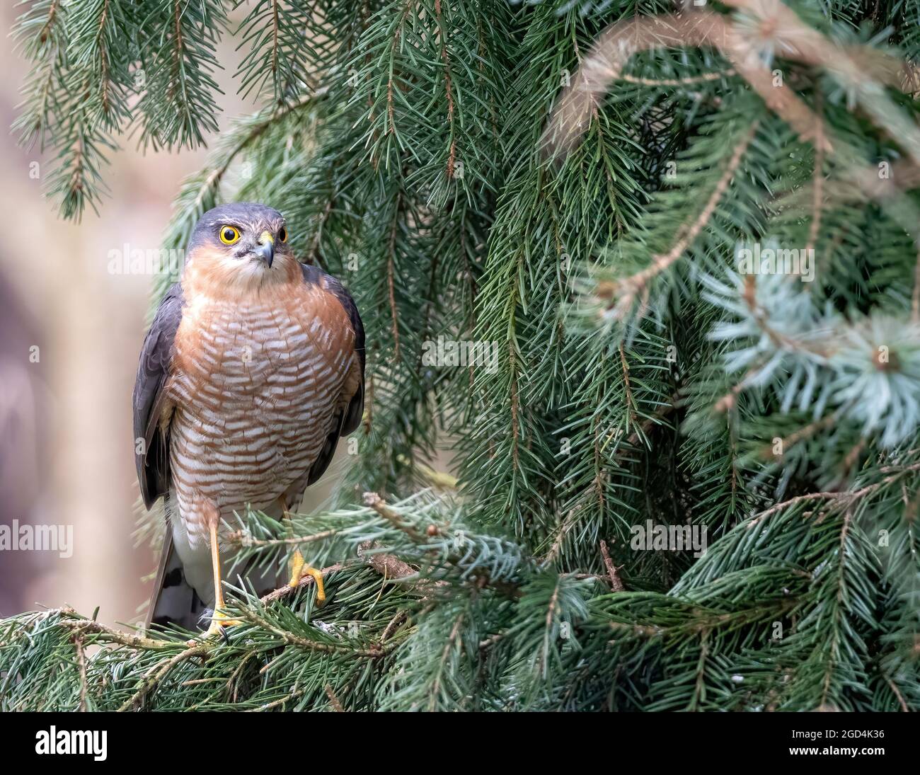 Eurasian Sparrowhawk (Accipiter nisus) adult male chasing Sparrows in a ...