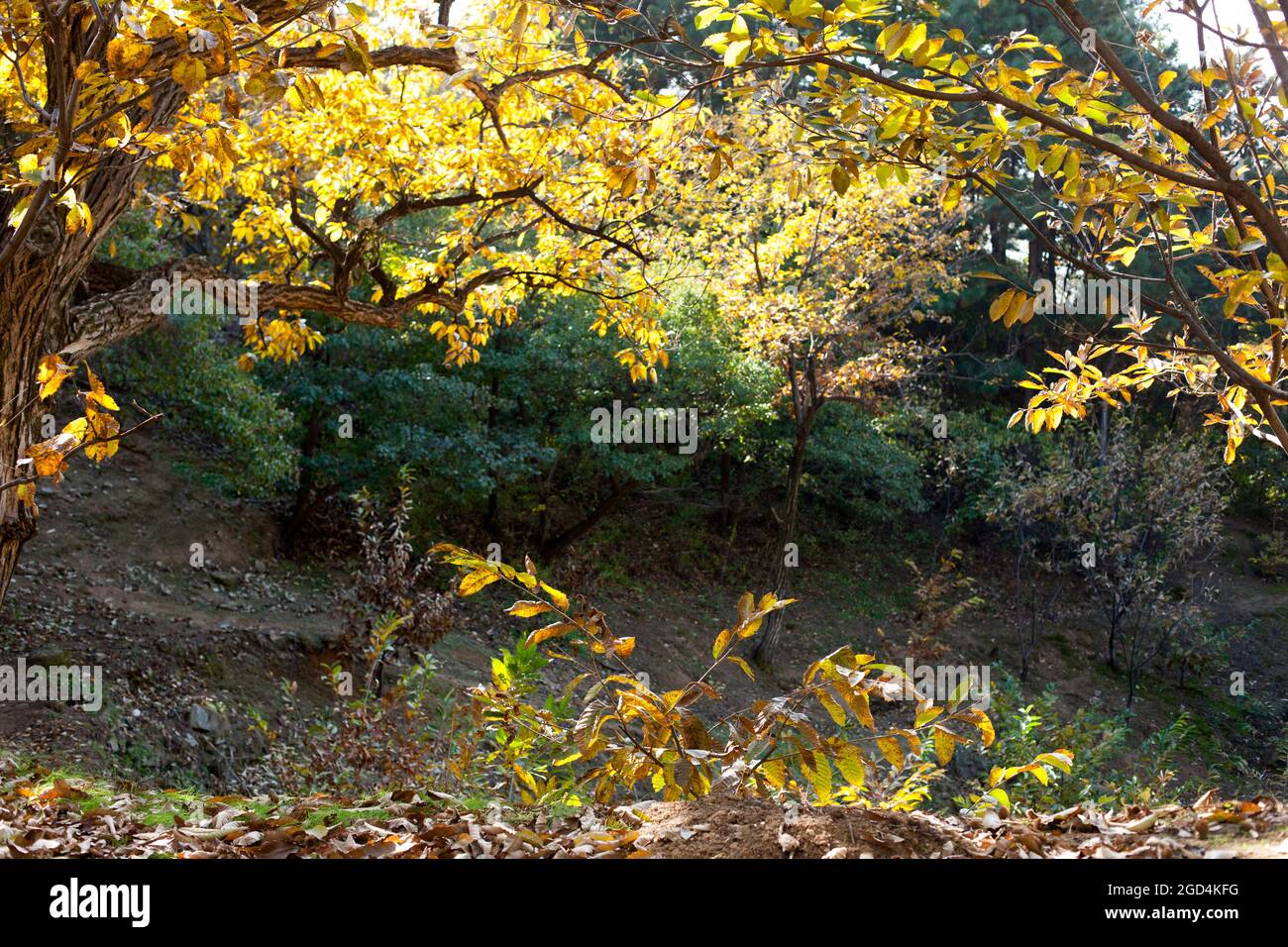 Autumn trees and hill in rural landscape Stock Photo - Alamy