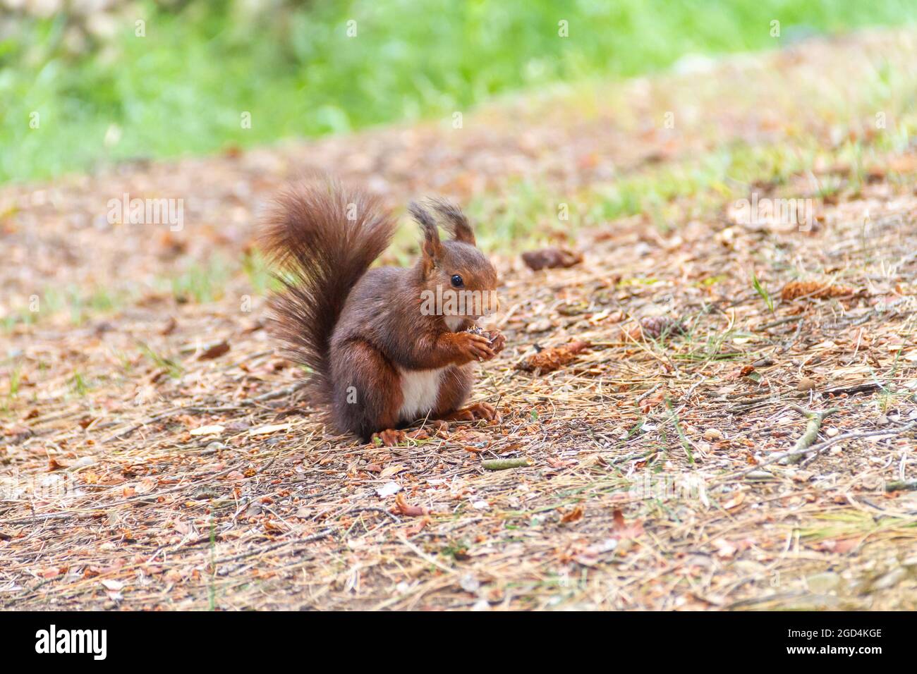 Adorable red squirrel in woods hi-res stock photography and images - Alamy