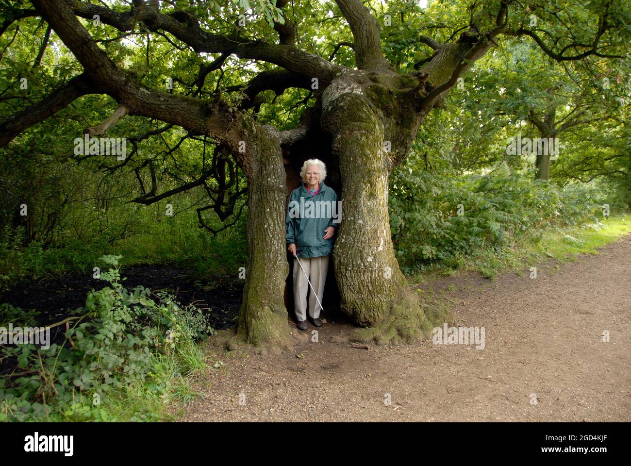 Elderly lady standing inside large old tree with hollow trunk to give ...