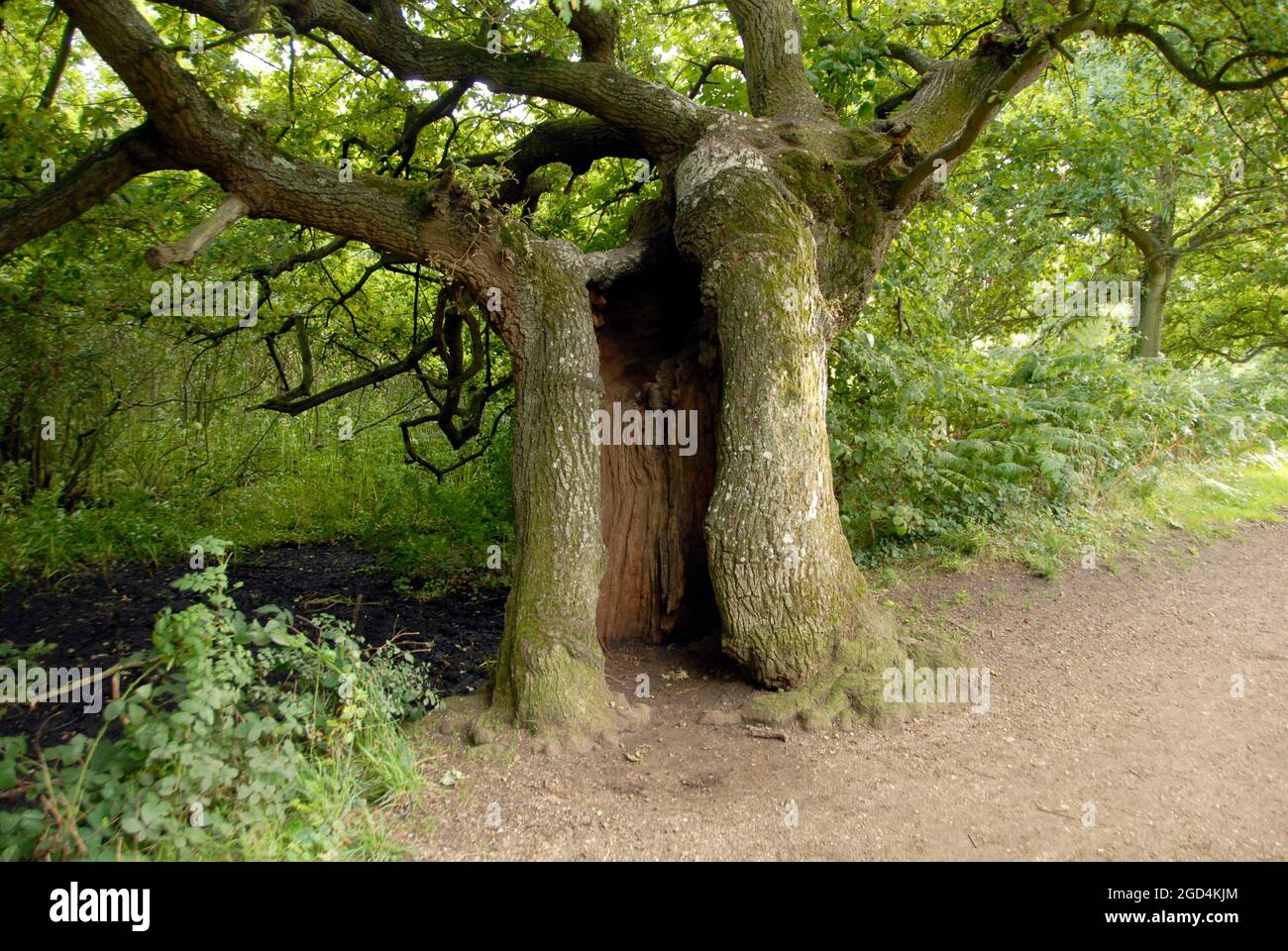 Large trunk tree hi-res stock photography and images - Alamy