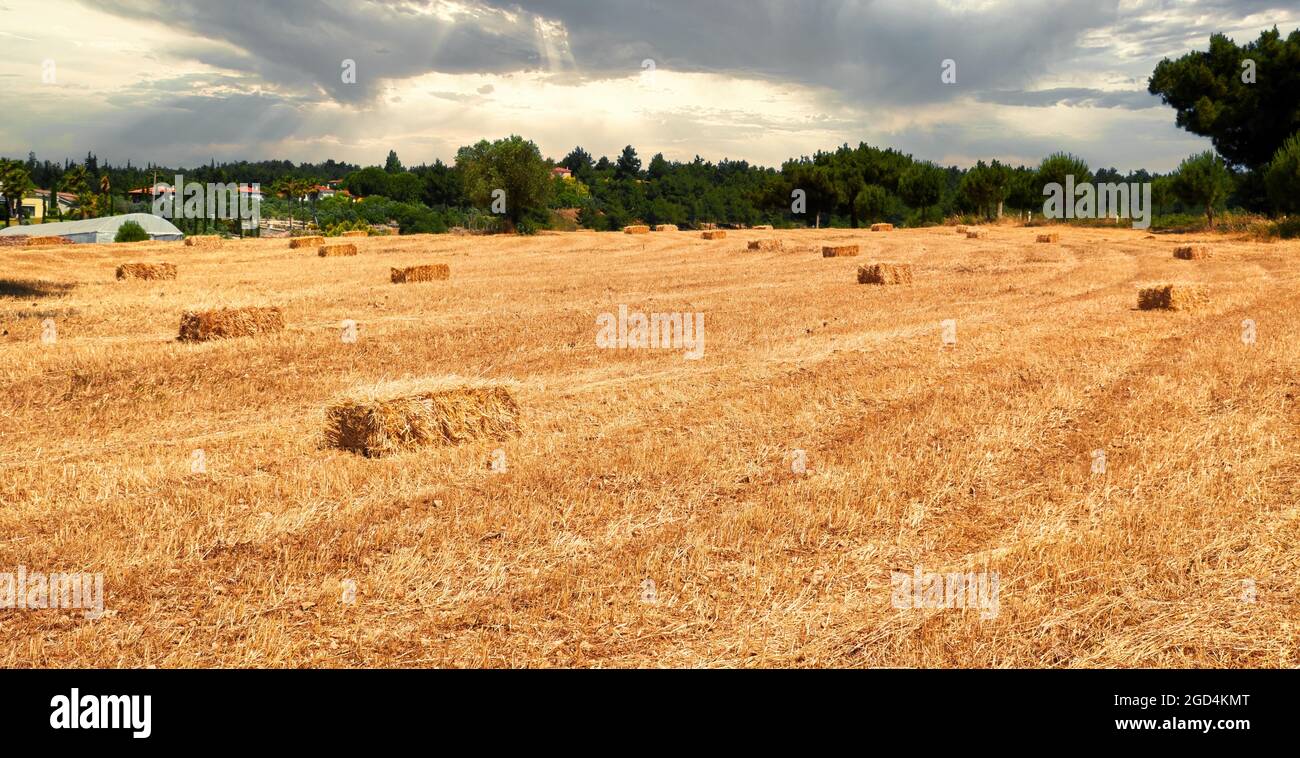 Bales of hay stack on a rural agricultural field. on a cloudy day with ...