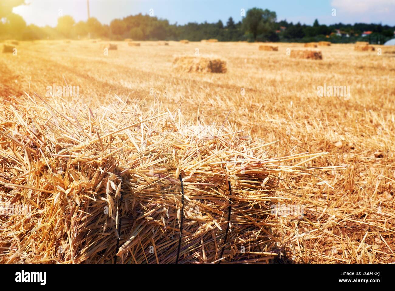 Haystack on field close hi-res stock photography and images - Alamy