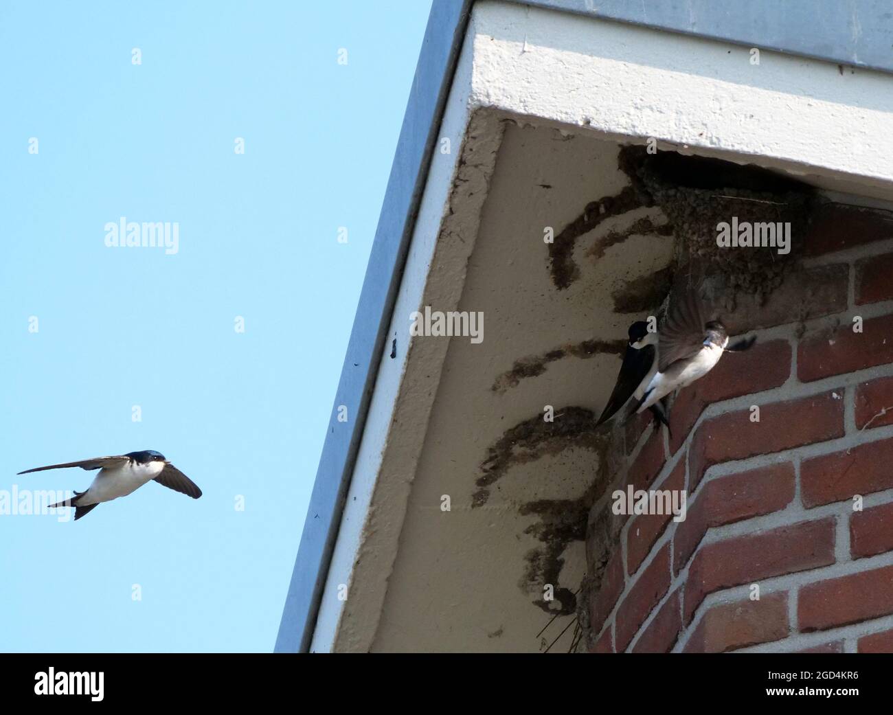 Nesting under roof hi-res stock photography and images - Alamy