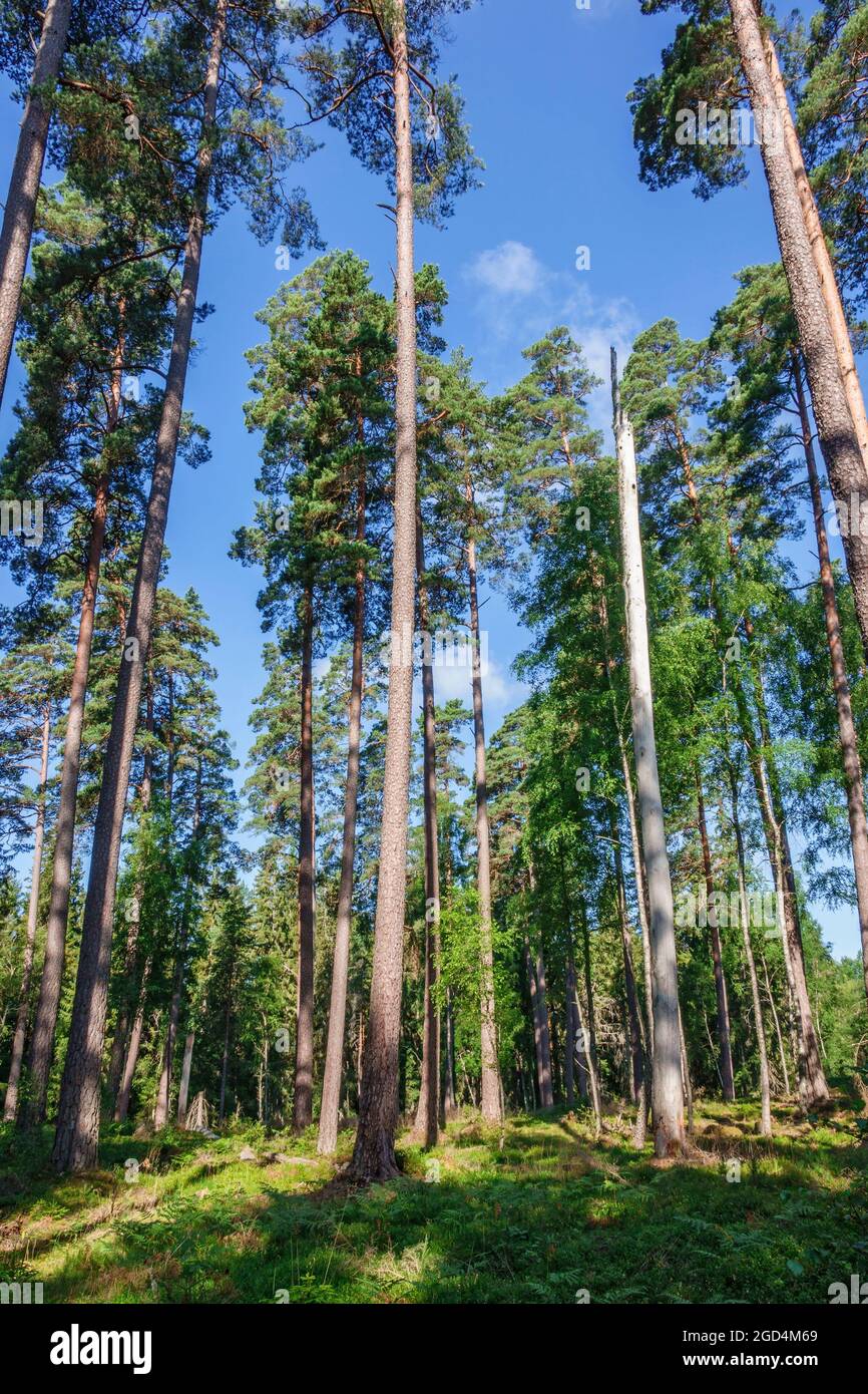 High pines in sunlight hi-res stock photography and images - Alamy