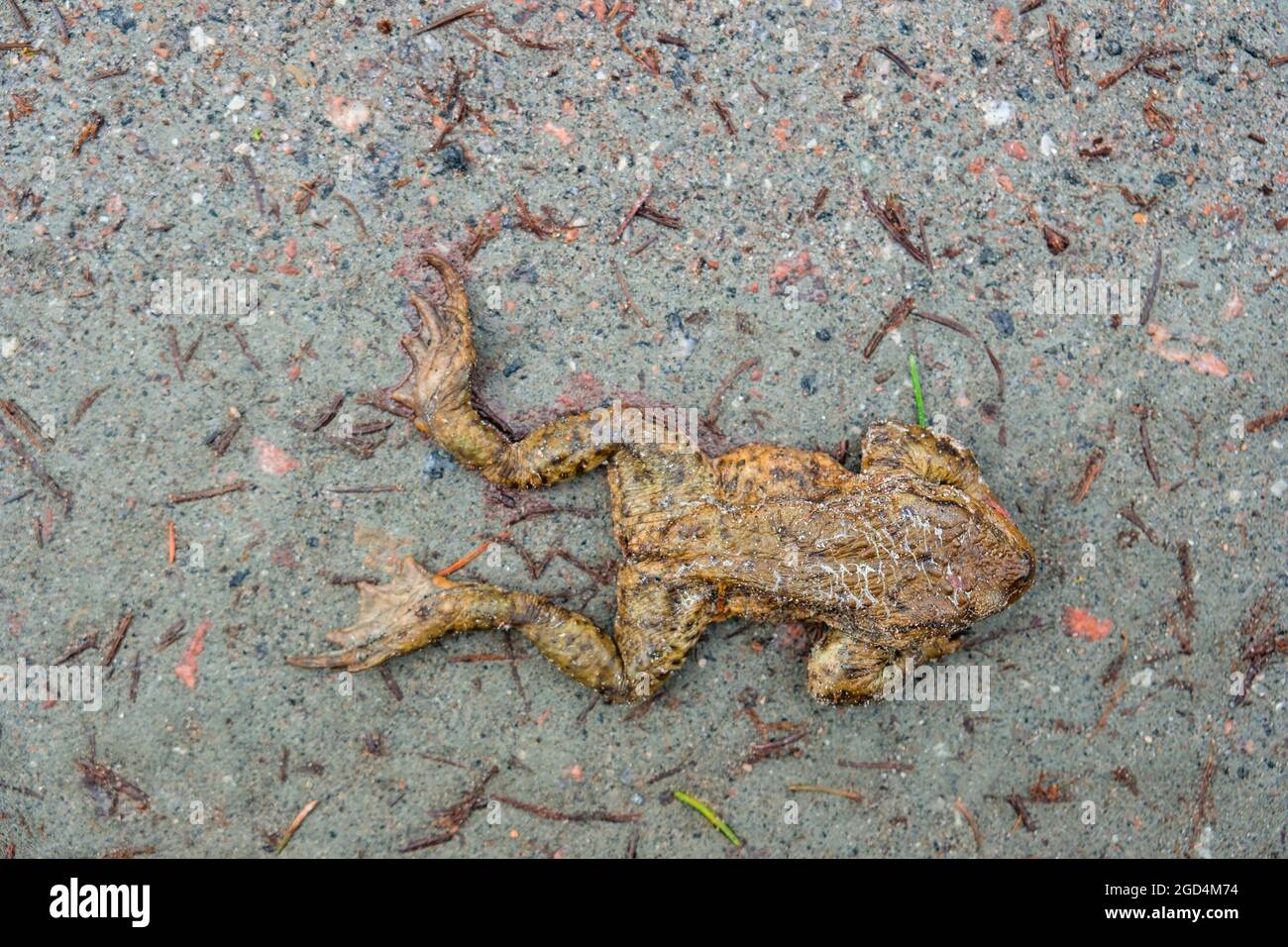 Run over frog hi-res stock photography and images - Alamy