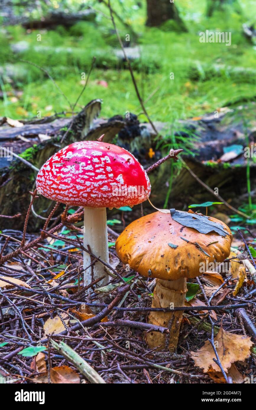 Fly agaric in a woodland Stock Photo - Alamy