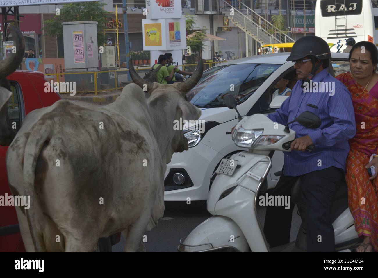 Cars and cattle hi-res stock photography and images - Alamy