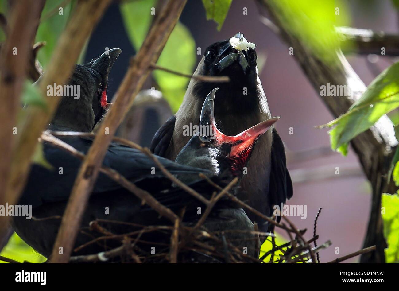 Kathmandu, Bagmati, Nepal. 11th Aug, 2021. House crow feeds its chicks ...