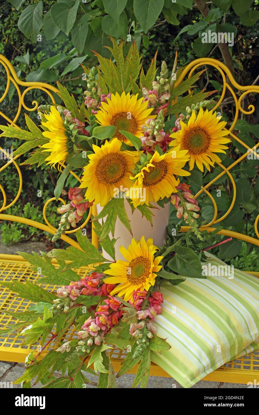 botany, sunflowers and antirrhinum on a yellow metal bench outdoors ...
